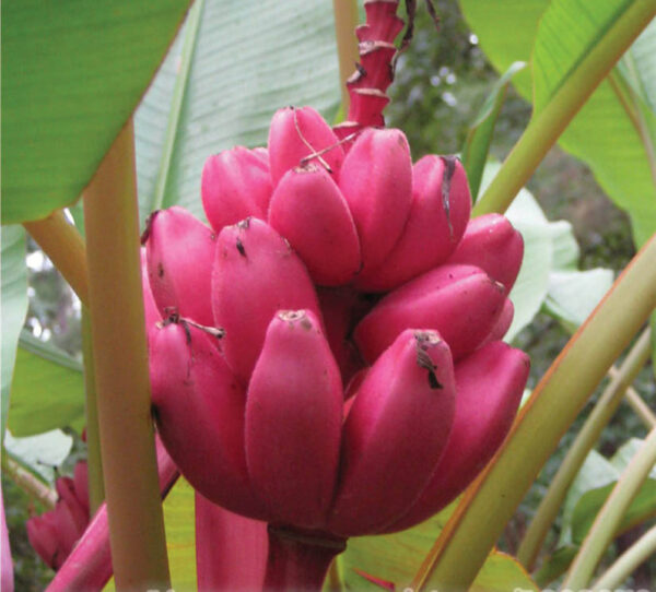 Banana Rosa - Musa velutina - SementeZona