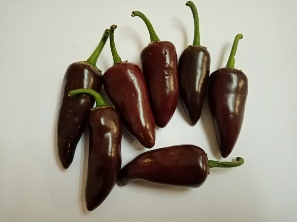 Jalapeño Chocolate - Capsicum annuum - SementeZona