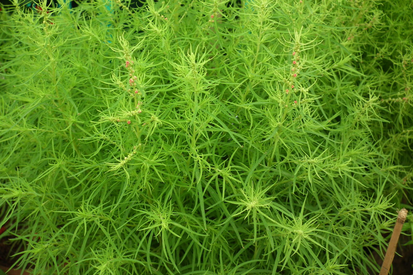 Kochia Trichophylla - Bassia scoparia - SementeZona