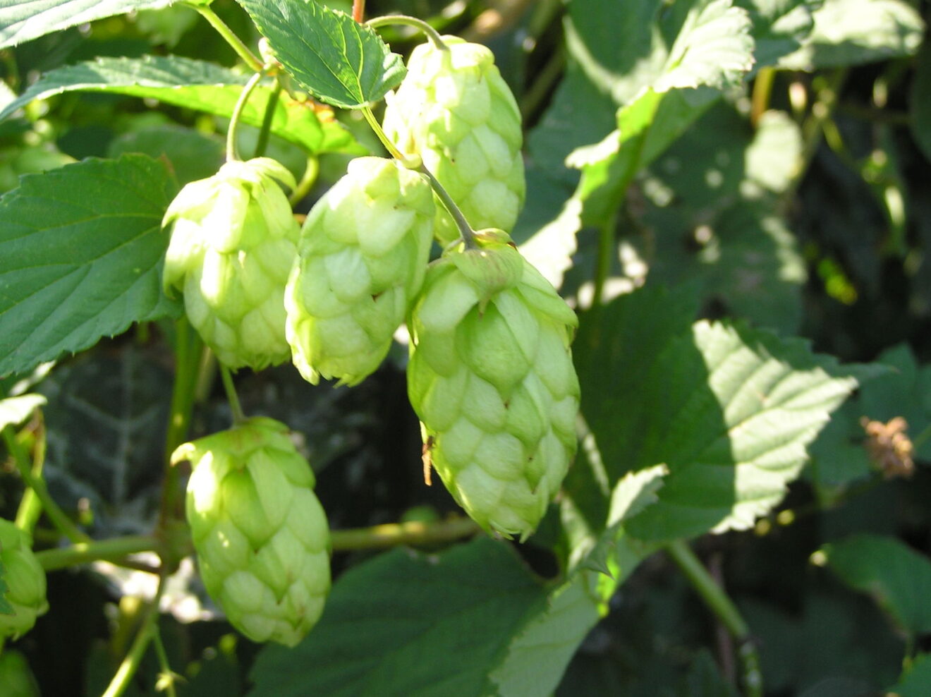 Lúpulo - Humulus lupulus - SementeZona