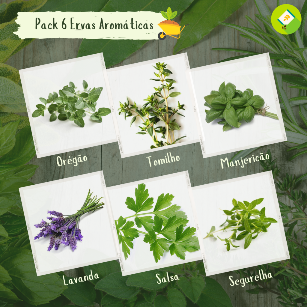 Pack/kit 6 Variedades de Ervas Aromáticas - SementeZona