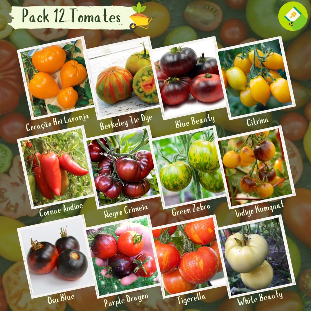 Pack/kit 12 Variedades de Tomates - SementeZona