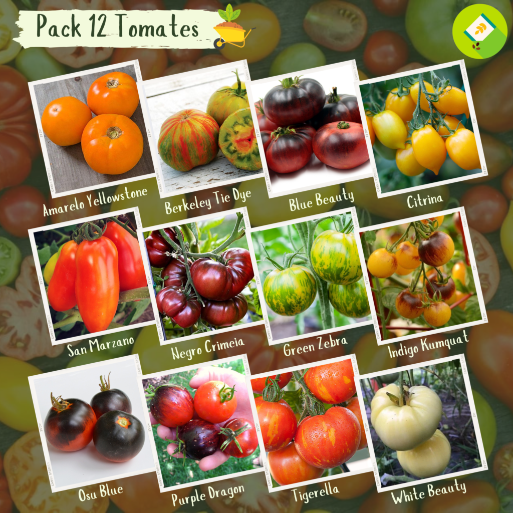 Pack/kit 12 Variedades de Tomates - SementeZona